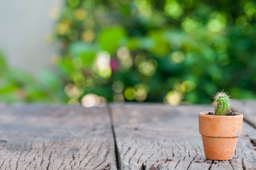 Kaktus Minimal Dalam Pot Di Atas Meja Dengan Latar Belakang Bokeh Foto