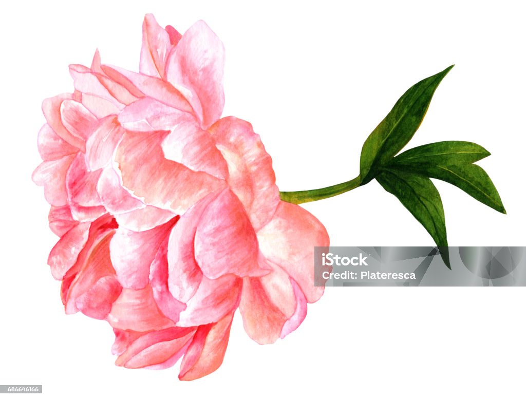 Dessin Daquarelle De Fleur Rose Tendre De Pivoine En Fleur Vecteurs ... Dessin Daquarelle De Fleur Rose Tendre De Pivoine En Fleur Vecteurs ...