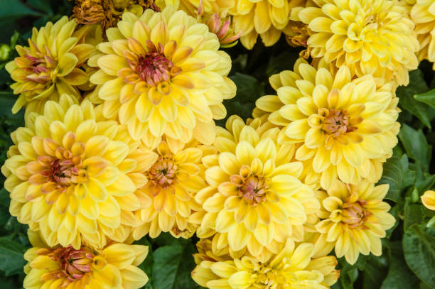 Floers Pictures | Download Free Images on Unsplash