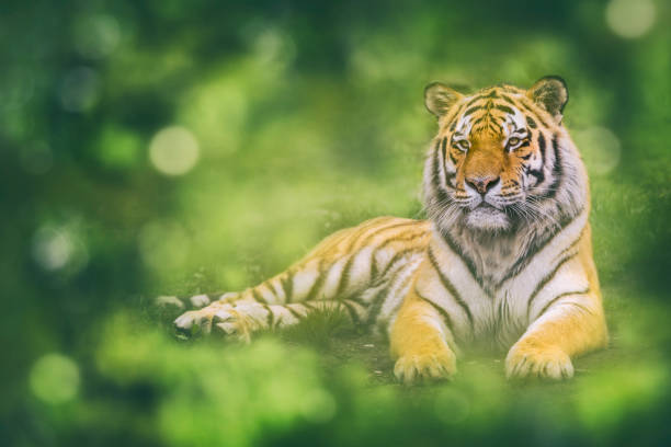 Free Stock Photo of Close Up of a Tiger Laying on the Ground | Download ...