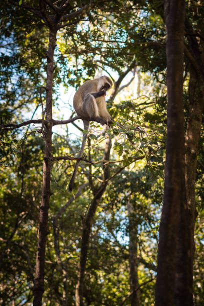 500+ Monkey In Tree Pictures [HD] | Download Free Images on Unsplash