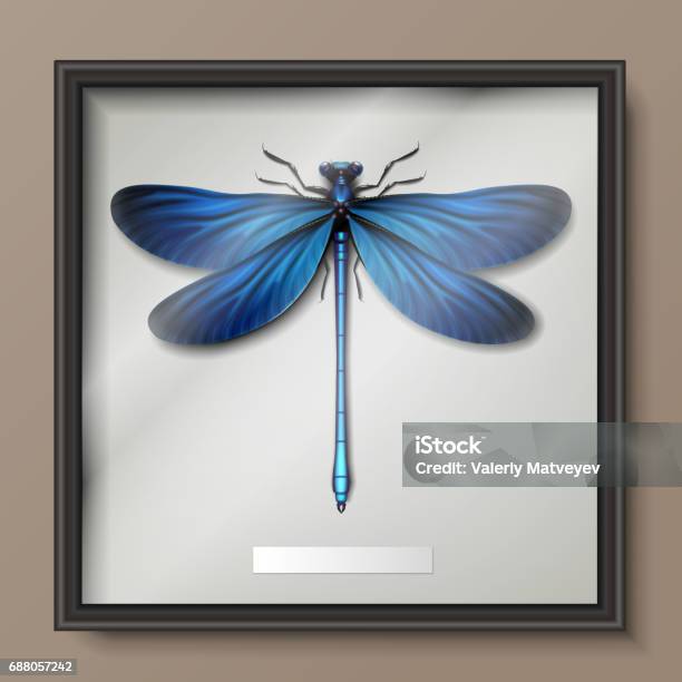 Calopteryx 처녀자리 잠자리 가냘픈에 대한 스톡 벡터 아트 및 기타 이미지 가냘픈 곤충 긴 Istock