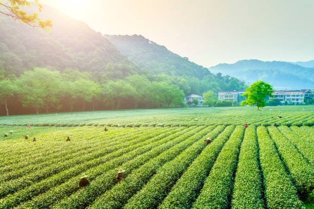 Tea plantation in Hangzhou, China | Free Stock Image - Barnimages