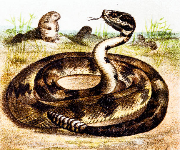 20+ Neotropical Rattlesnake Illustrations Stock Illustrations, Royalty ... 20+ Neotropical Rattlesnake Illustrations Stock Illustrations, Royalty ...