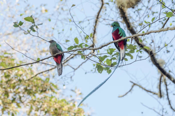 Quetzal Pictures | Download Free Images on Unsplash