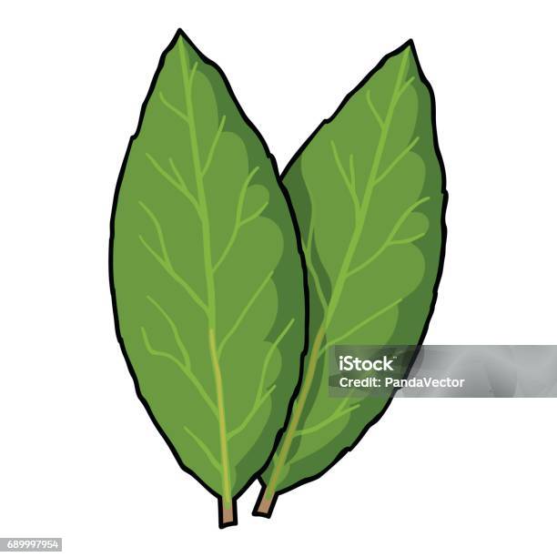 Laurus 흰색 배경에 고립 된 만화 스타일에서 아이콘 허브 향신료 기호 스톡 벡터 일러스트 레이 션입니다 건강관리와 의술에