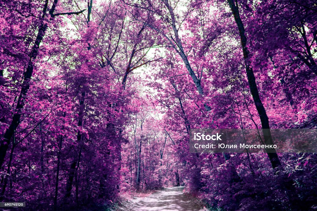 963 Background Hutan Ungu Picture Myweb