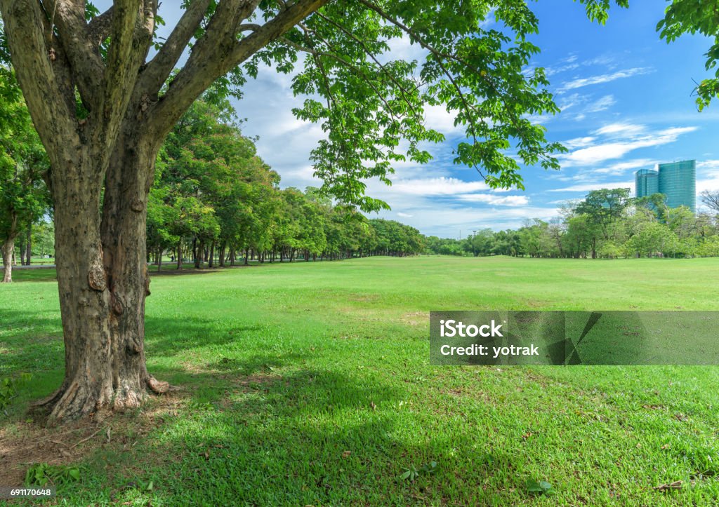 Lapangan Rumput Hijau Di Taman Di Pusat Kota Dengan Langit Biru Foto ... Lapangan Rumput Hijau Di Taman Di Pusat Kota Dengan Langit Biru Foto ...