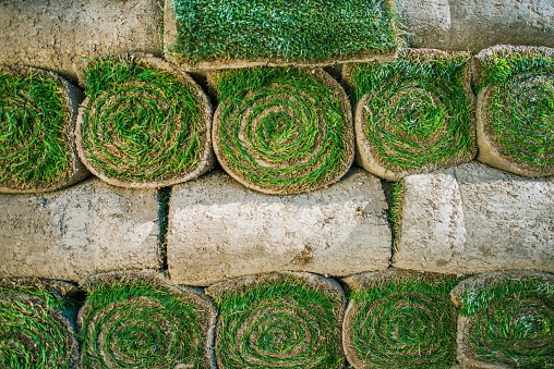 Rolled Natural Grass Turfs Stock Photo - Download Image Now ... Rolled Natural Grass Turfs Stock Photo - Download Image Now ...