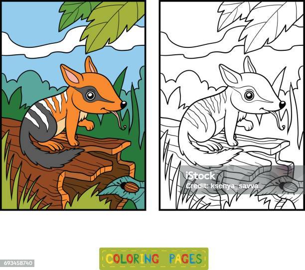 Numbat 어린이 들을 위한 색칠 하기 책 주머니개미핥기에 대한 스톡 벡터 아트 및 기타 이미지 주머니개미핥기 개미핥기