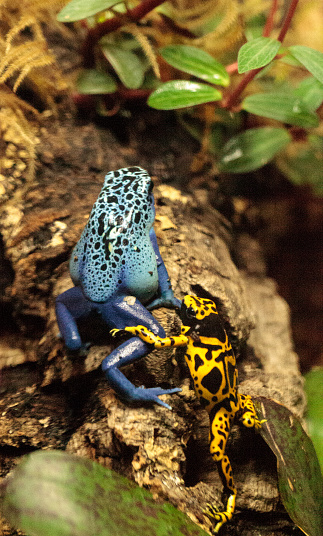 Katak Dart Racun Biru Dendrobates Tinctorius Azureus Dan Bumble Racun