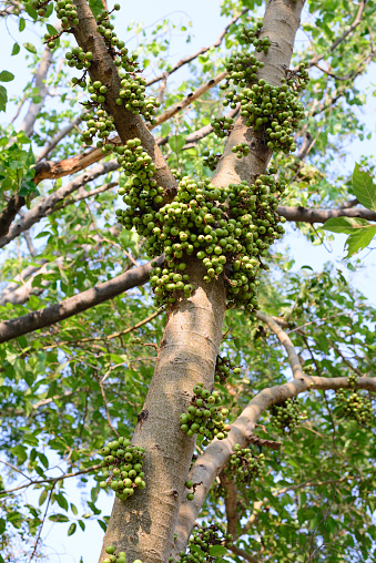 Buah Ara Hijau Di Pohon Di Hutan Foto Stok Unduh Gambar Sekarang Alam Buah Buah Ara Istock