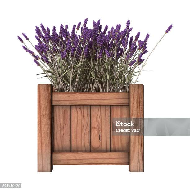 3d 렌더링 백색에 라벤더 꽃 0명에 대한 스톡 사진 및 기타 이미지 0명 꽃 나무 꽃 식물 Istock