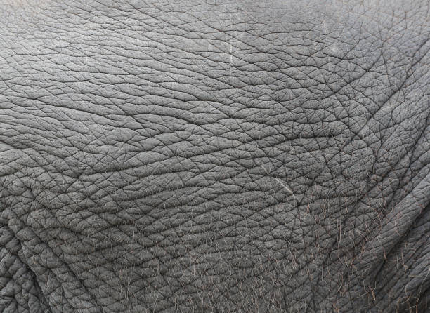 Free Stock Photo of Close-up of an elephant with detailed skin texture ...