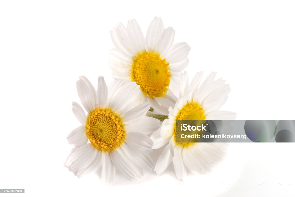 Drei Kamille Oder Gänseblümchen Isoliert Auf Weißem Hintergrund ... Drei Kamille Oder Gänseblümchen Isoliert Auf Weißem Hintergrund ...