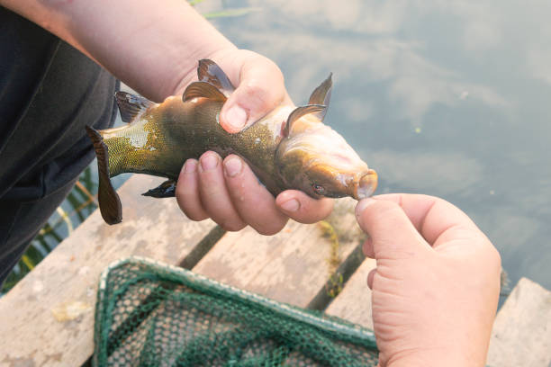 Free picture: tench, fish, head