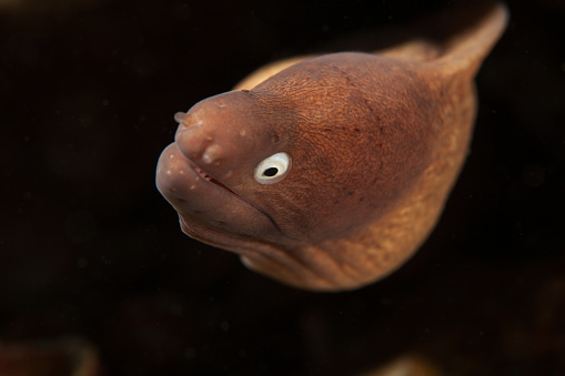 Moray 클로즈업입니다 시 밀란 섬입니다 안다만 바다입니다 태국 거인에 대한 스톡 사진 및 기타 이미지 거인 검은색