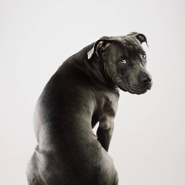 Dog Back Pictures | Download Free Images on Unsplash