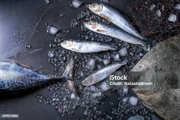 Ikan Tuna Segar Mentah Ikan Haring Dan Ikan Flounder Foto Stok Unduh Gambar Sekarang Istock