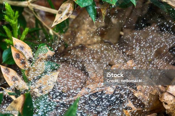Dew 하차로 족두리 웹 0명에 대한 스톡 사진 및 기타 이미지 0명 거미줄 구 Istock