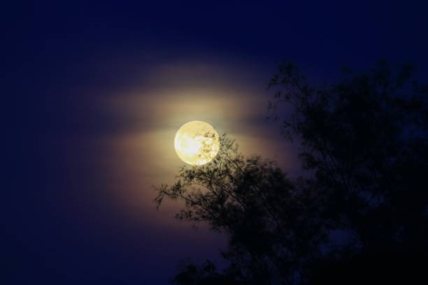 Free picture: moon, moonscape, blue sky, tree, atmosphere, landscape ...
