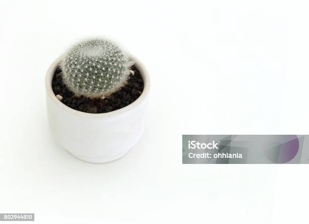 Opuntia 캐터스 흰색 바탕에 흰색 배경 0명에 대한 스톡 사진 및 기타 이미지 0명 가시 검은색 Istock