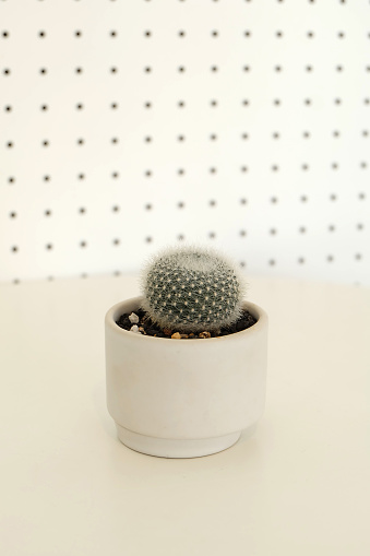 Opuntia 캐터스 흰색 바탕에 흰색 배경 0명에 대한 스톡 사진 및 기타 이미지 0명 가시 검은색 Istock