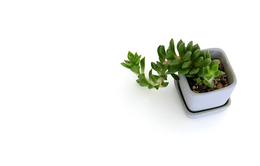 Opuntia 캐터스 흰색 바탕에 흰색 배경 0명에 대한 스톡 사진 및 기타 이미지 0명 가시 검은색 Istock