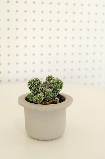 Opuntia 캐터스 흰색 바탕에 흰색 배경 0명에 대한 스톡 사진 및 기타 이미지 0명 가시 검은색 Istock