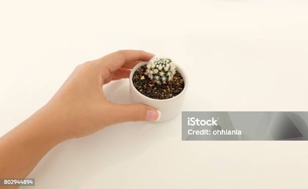 Opuntia 캐터스 흰색 바탕에 흰색 배경 0명에 대한 스톡 사진 및 기타 이미지 0명 가시 검은색 Istock