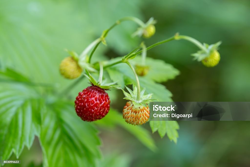 Stroberi Hutan Liar Foto Stok Unduh Gambar Sekarang Buah Finlandia Fotografi Citra Istock