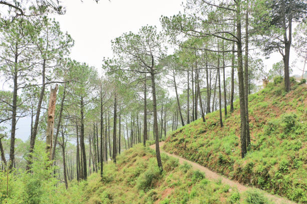 Kasauli Pictures | Download Free Images on Unsplash