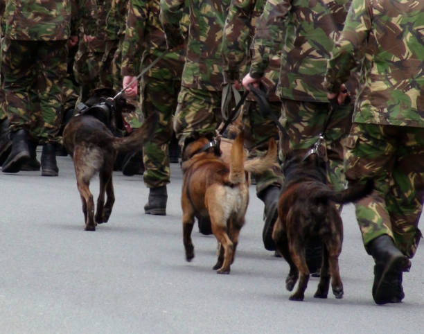 Army Dog Pictures | Download Free Images on Unsplash