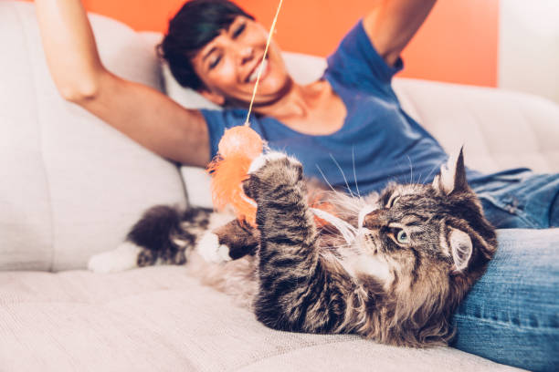 Cat Playing Pictures | Download Free Images on Unsplash