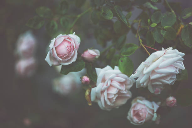 Rose Vine Pictures | Download Free Images on Unsplash