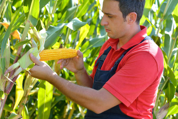 4,400+ Genetically Modified Corn Stock Photos, Pictures & Royalty-Free ... 4,400+ Genetically Modified Corn Stock Photos, Pictures & Royalty-Free ...