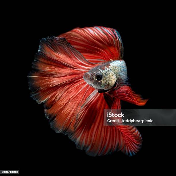 Betta 물고기 샴 싸우는 물고기 검은 배경에 고립 검은색에 대한 스톡 사진 및 기타 이미지 검은색 검정색 배경 귀여운