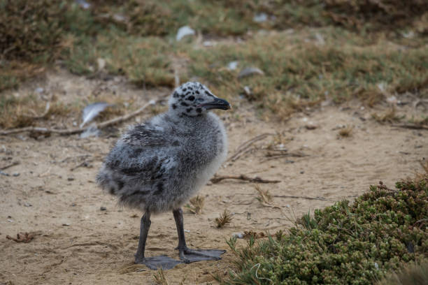Free Stock Photo of Baby Gull | Download Free Images and Free Illustrations