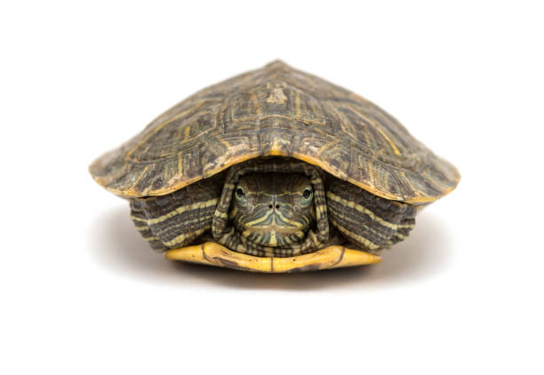 Free picture: turtle, head, armor, animal, eyes
