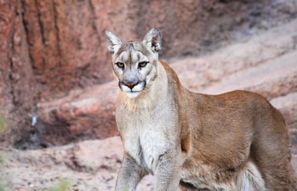Panter Pictures | Download Free Images on Unsplash