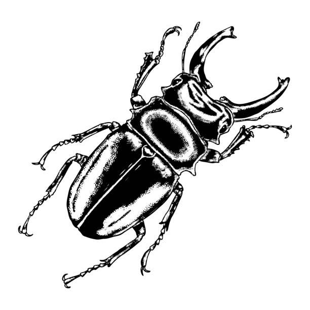 590 Stink Bug Vector Stock Illustrations Royalty Free Vector Graphics