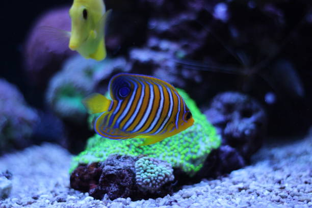 Free percoid fish stock photos. Download the best free percoid fish ...