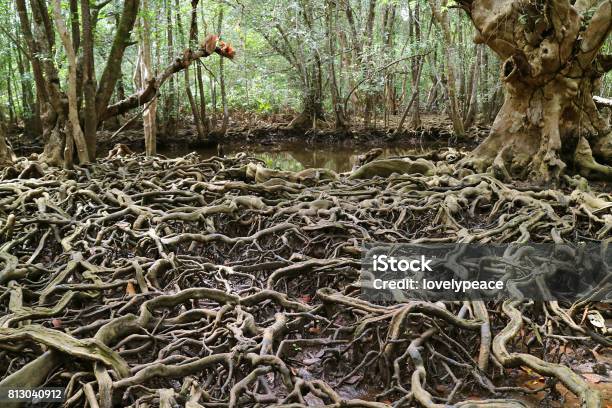 Akar Pohon Menakjubkan Tersebar Di Seluruh Hutan Mangrove Provinsi Trat