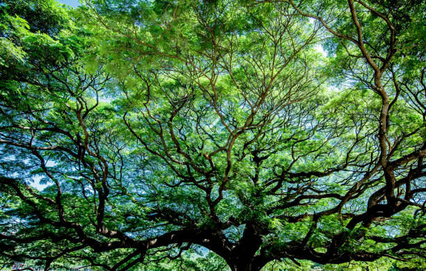 Rain Tree Pictures | Download Free Images on Unsplash