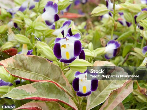V자형 뼈 꽃 Bluewings Torenia 계절에 대한 스톡 사진 및 기타 이미지 계절 꽃 나무 꽃 식물 Istock