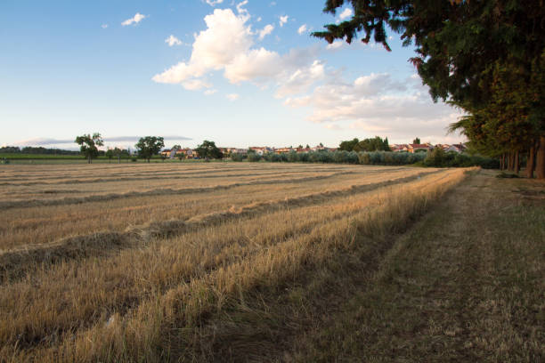 Free picture: farm, orchard, distance, wheatfield, dusk, field, rural ...
