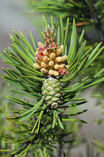 Pinus Sylvestris입니다 화 서와 그린 콘 소나무의 소나무 침엽수에 대한 스톡 사진 및 기타 이미지 소나무 침엽수