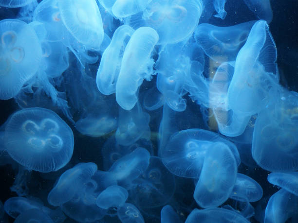120+ Jellyfish Swarm Stock Photos, Pictures & Royalty-Free Images - iStock 120+ Jellyfish Swarm Stock Photos, Pictures & Royalty-Free Images - iStock