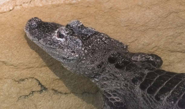 1000+ Baby Crocodile Pictures | Download Free Images on Unsplash