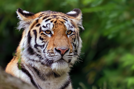 Tiger 세로는 호랑이에 대한 스톡 사진 및 기타 이미지 호랑이 0명 고양잇과 Istock